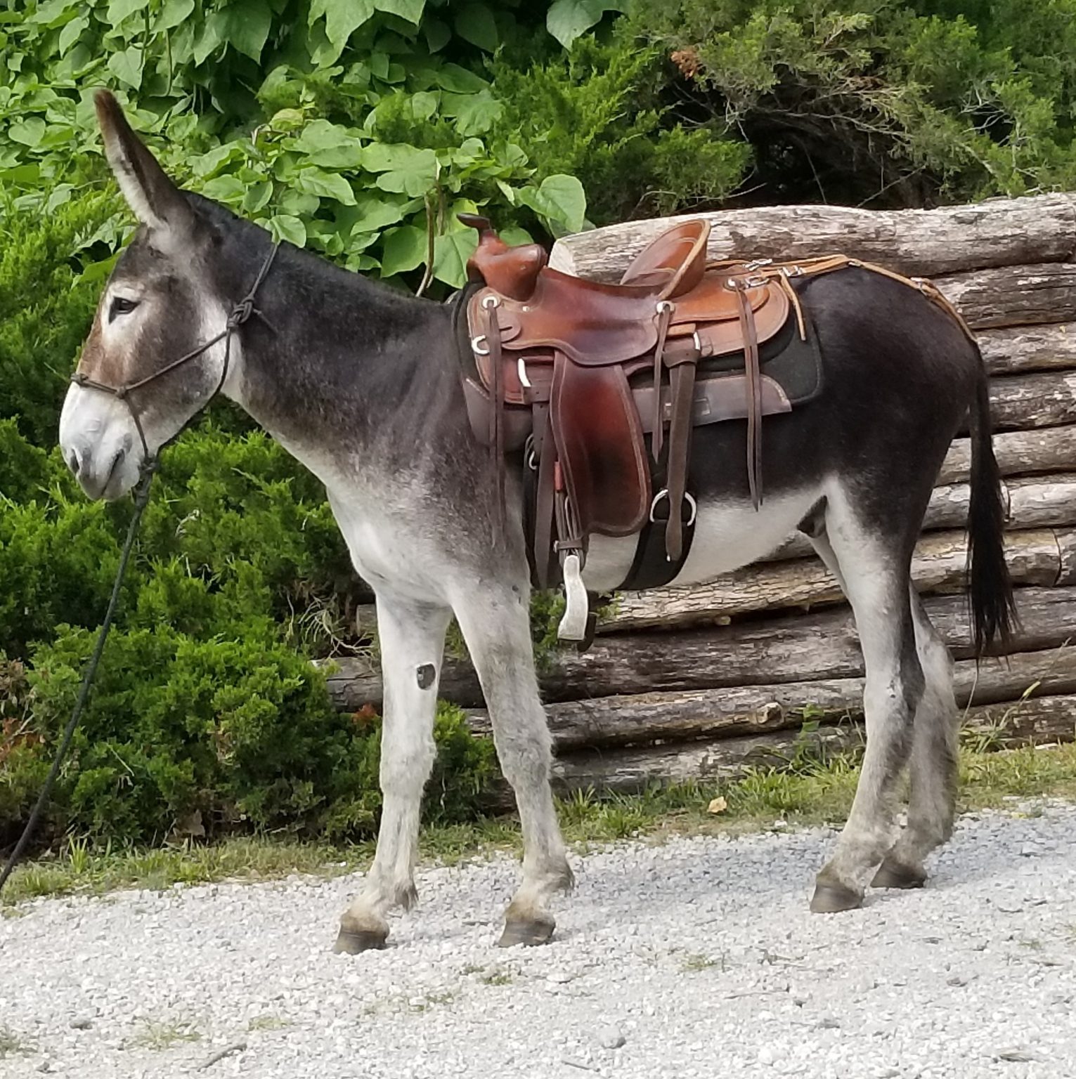Buy, saddle mules, and mammoth riding donkeys for sale in Missouri.